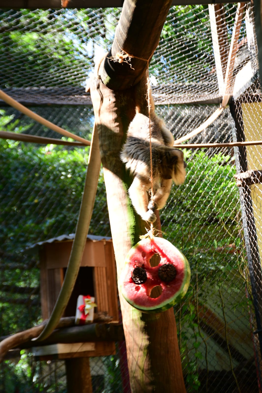 ZOOLÓGICO MUNICIPAL ENTRA NO CLIMA NATALINO E COMEMORA ANIVERSARIO DA ...